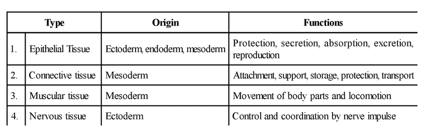 Types of Animal Tissues of class 11th